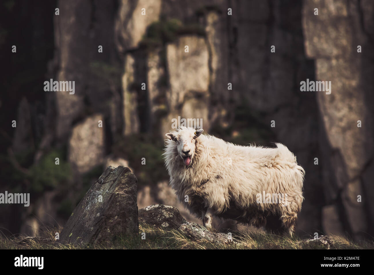 A goat in the mountains of Snowdonia Stock Photo - Alamy