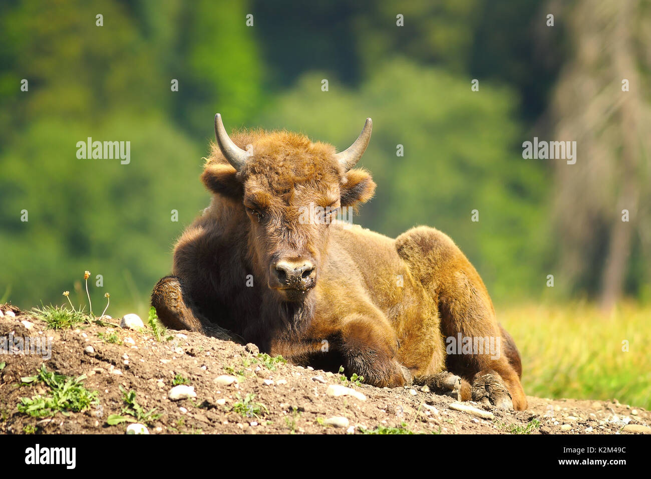 European cow hi-res stock photography and images - Alamy