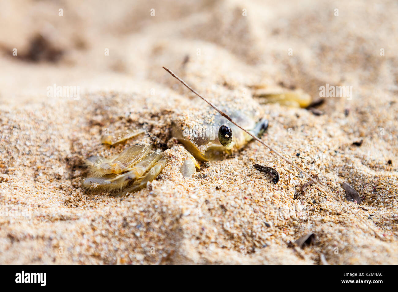 Crustacean fauna hi-res stock photography and images - Alamy