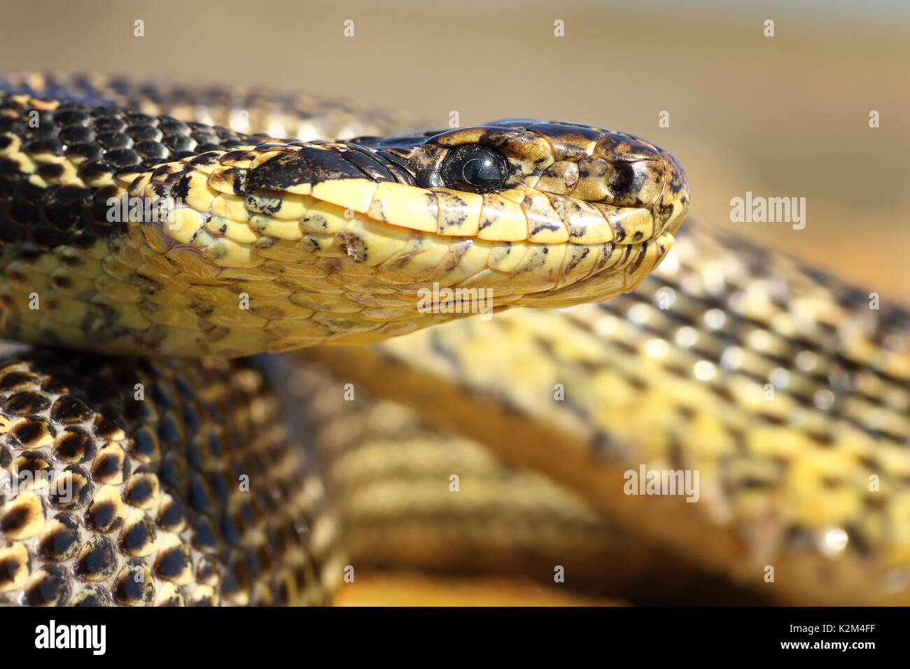 macro portrait of a blotched snake ( Elaphe sauromates Stock Photo - Alamy