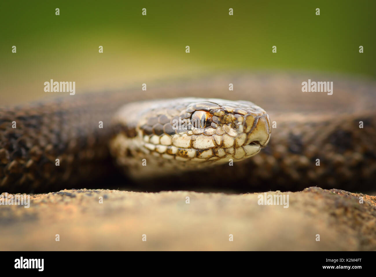 Juvenile adder hi-res stock photography and images - Alamy
