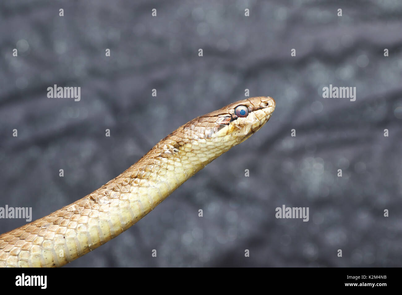 portrait of smooth snake over grey background ( Coronella austriaca ...