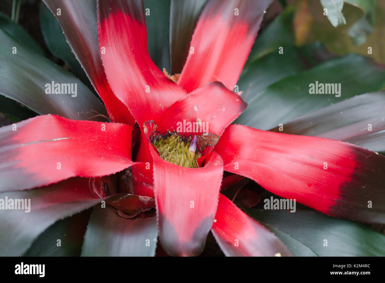 Red rainforest flower hi-res stock photography and images - Alamy