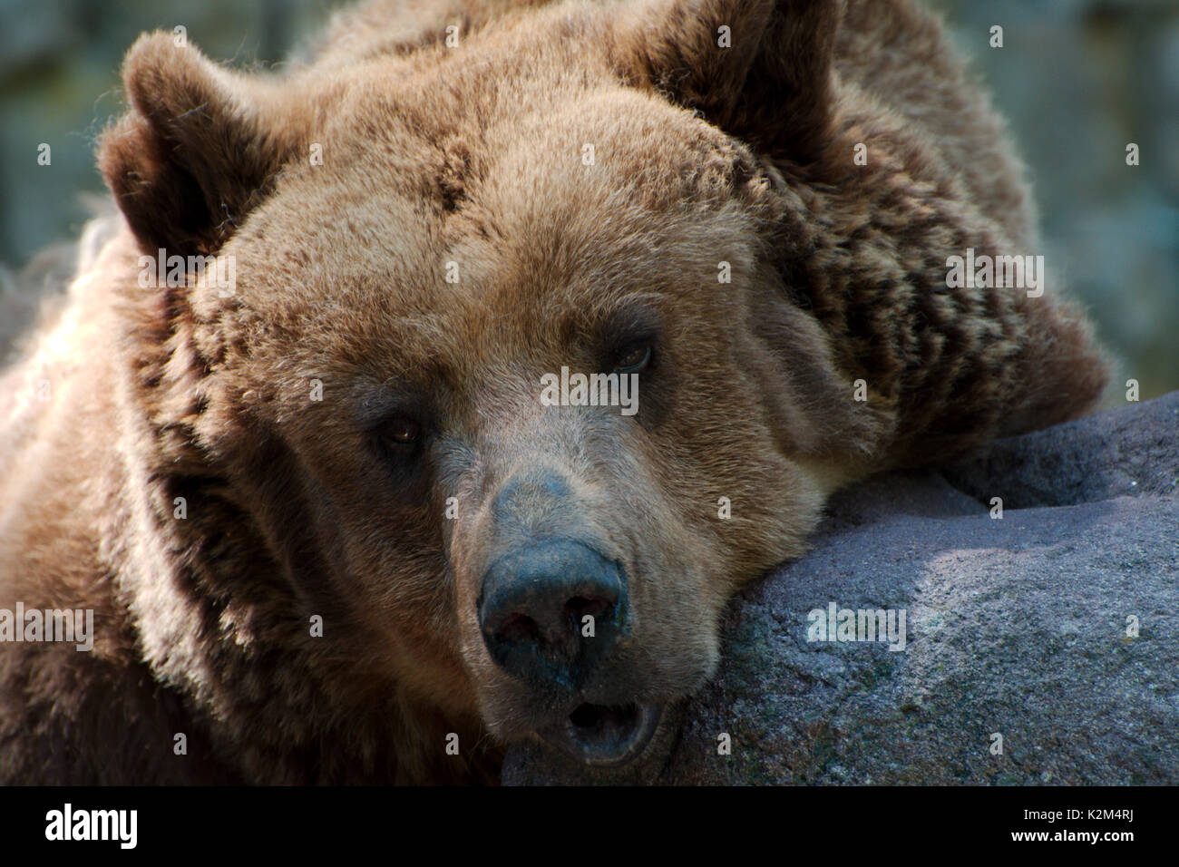 Brown bear eyes hi-res stock photography and images - Alamy