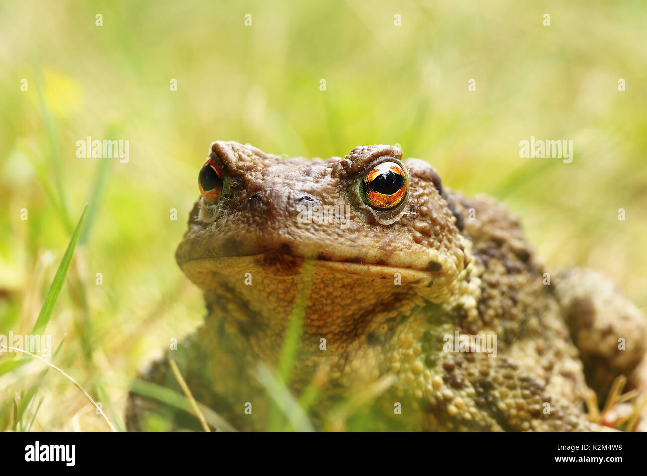 ugly portrait of european common brown toad standing in the grass ...