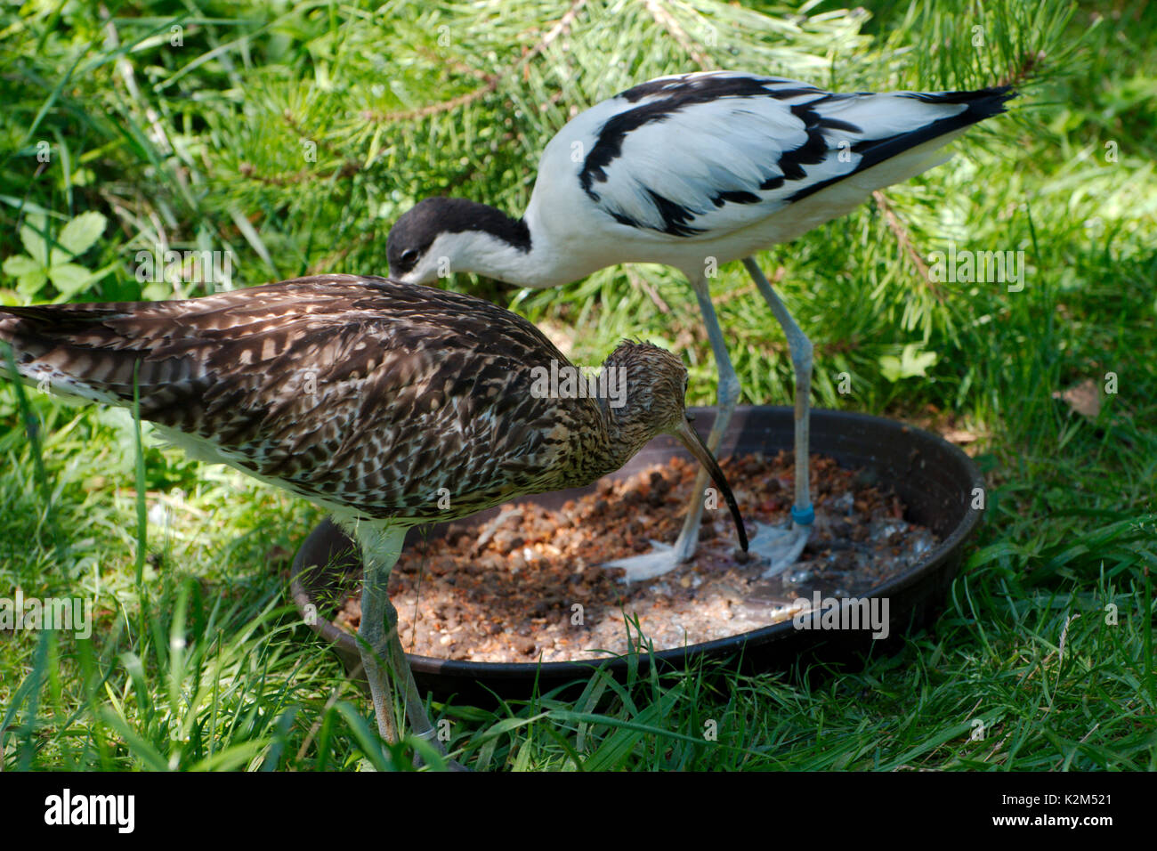 Two birds eating hi-res stock photography and images - Alamy