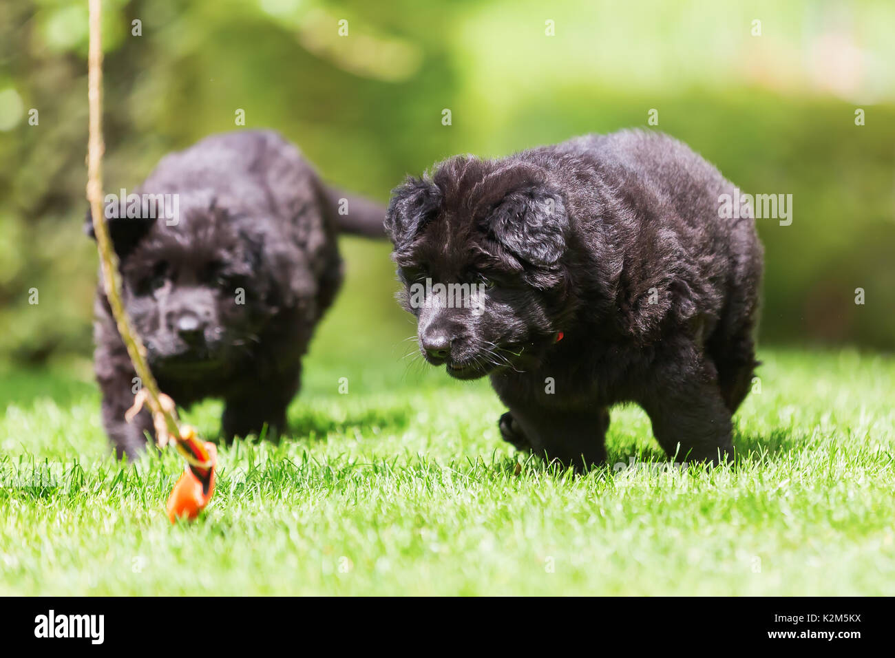 Old German Shepherd puppy siblings playing on the meadow Stock Photo ...