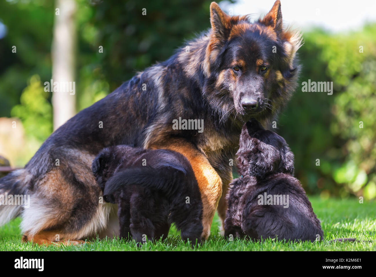 adult Old German Shepherd dog sitting with puppies on the lawn Stock ...