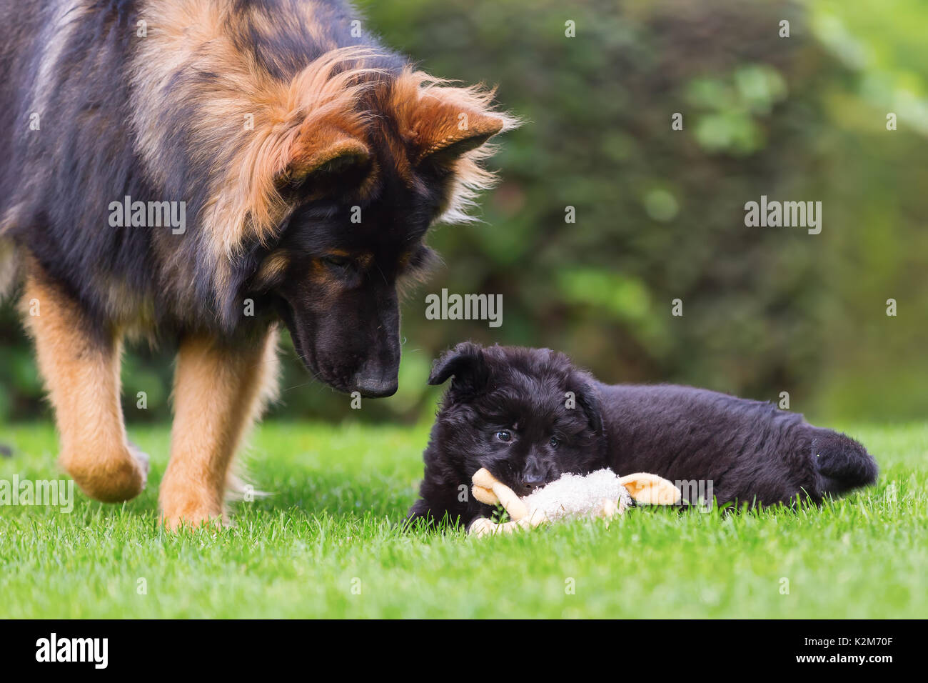 adult Old German Shepherd dog who plays with a puppies on the lawn ...