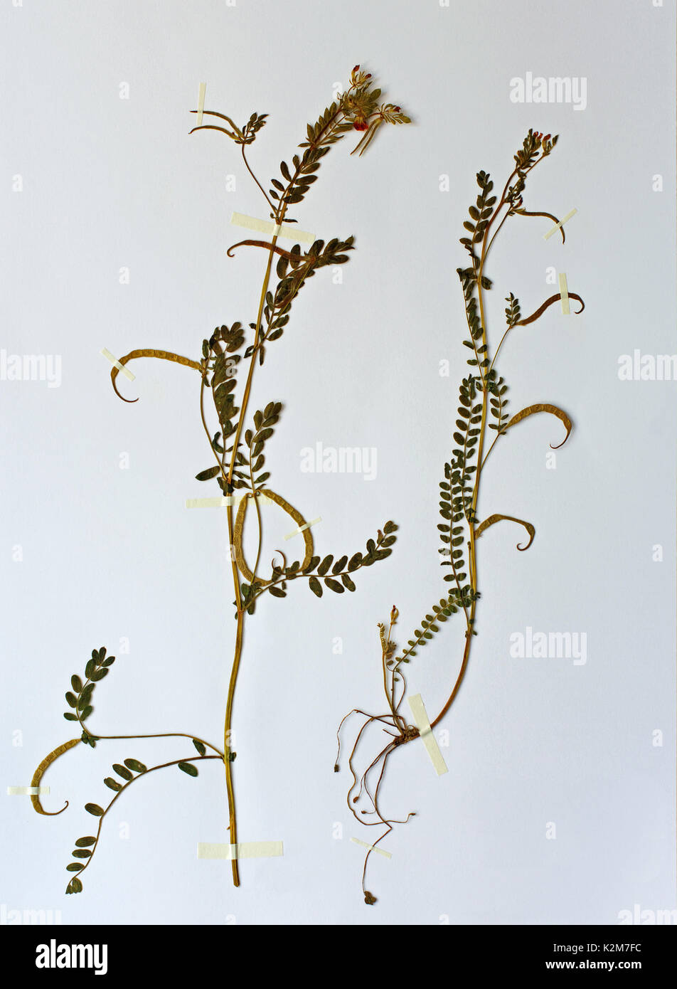 Yellow birds foot hi-res stock photography and images - Alamy