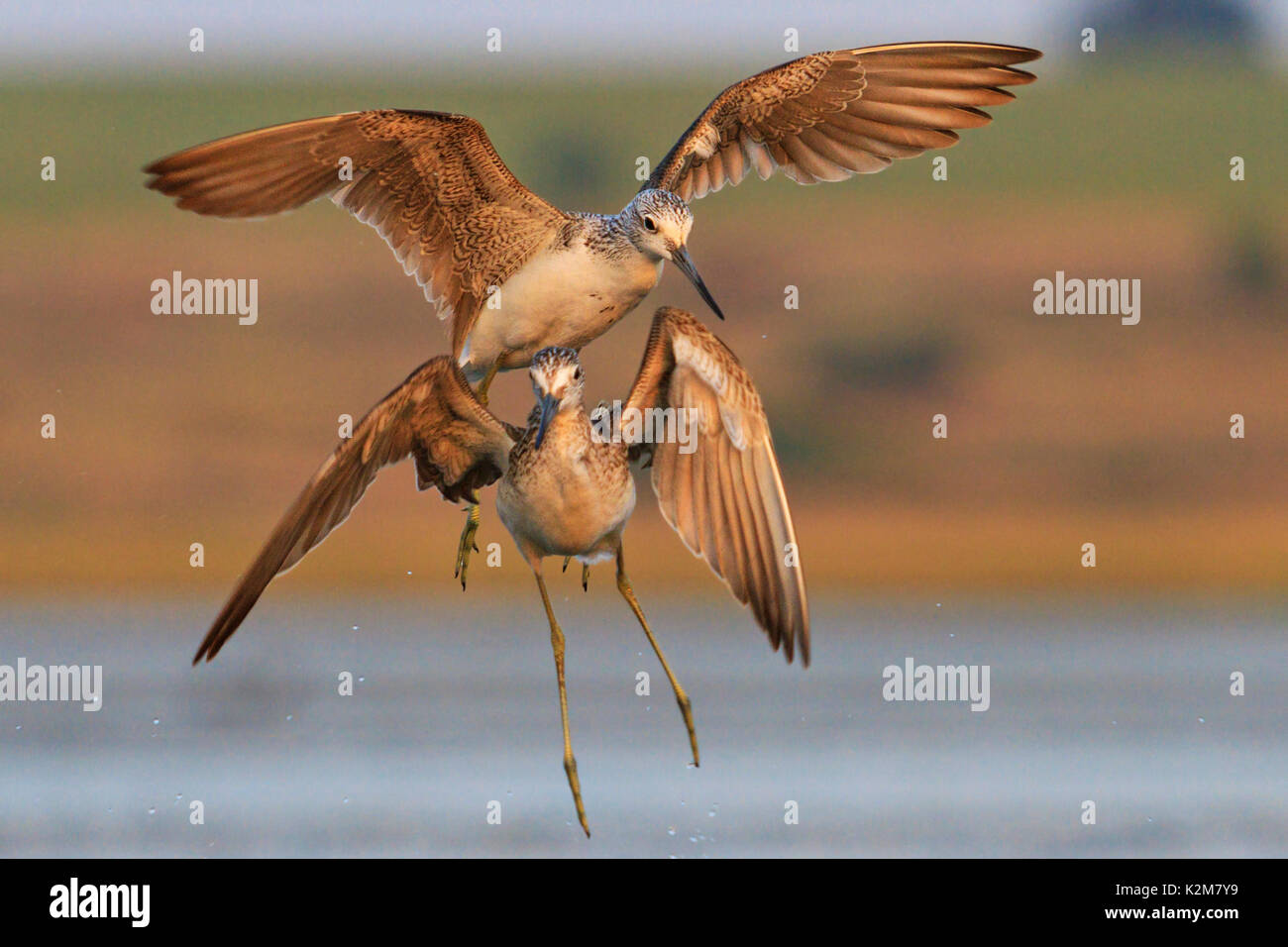 one whole is divided into two - birds in flight , wildlife , action ...