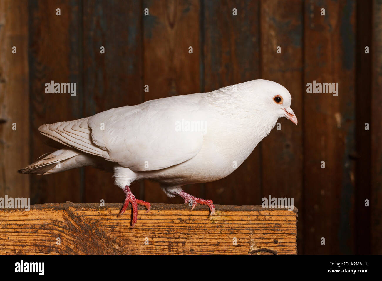 Pigeon on sign board hi-res stock photography and images - Alamy