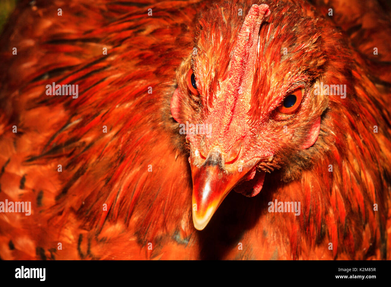 angry bird with red feathers Stock Photo - Alamy