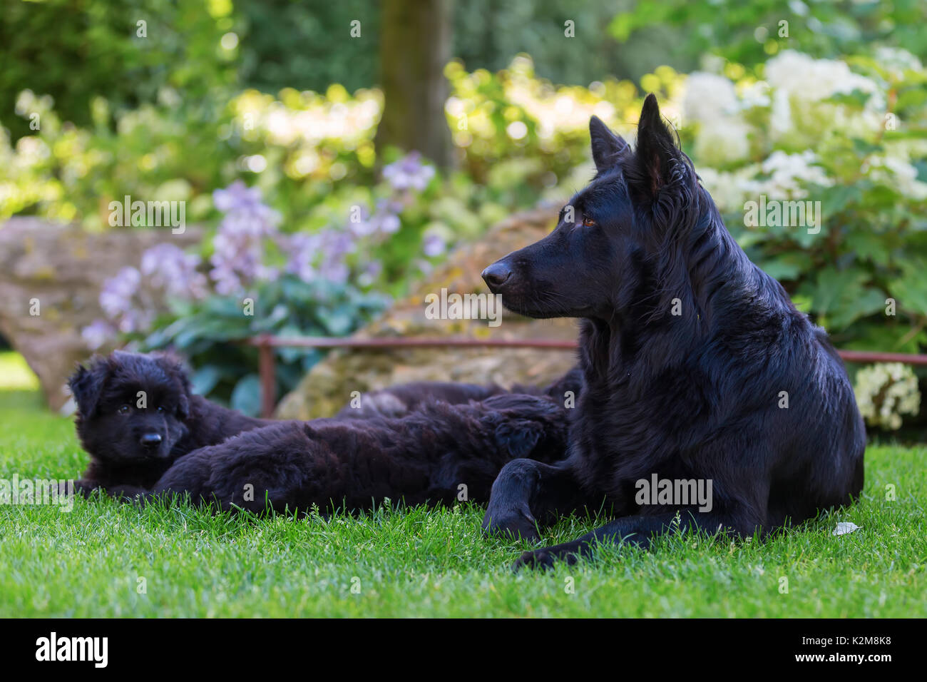 German shepherd puppies mother hi-res stock photography and images - Alamy