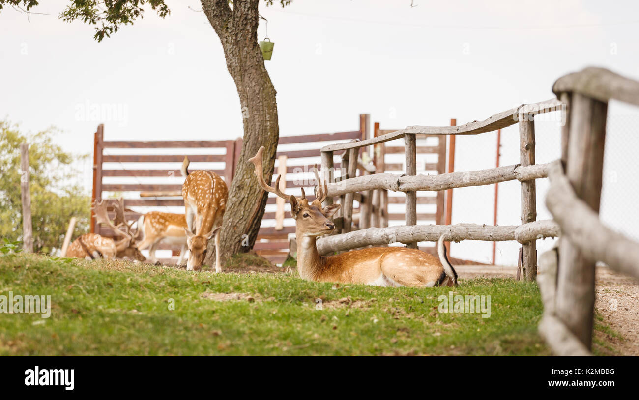 Deers in their natural wildlife habitat Stock Photo - Alamy