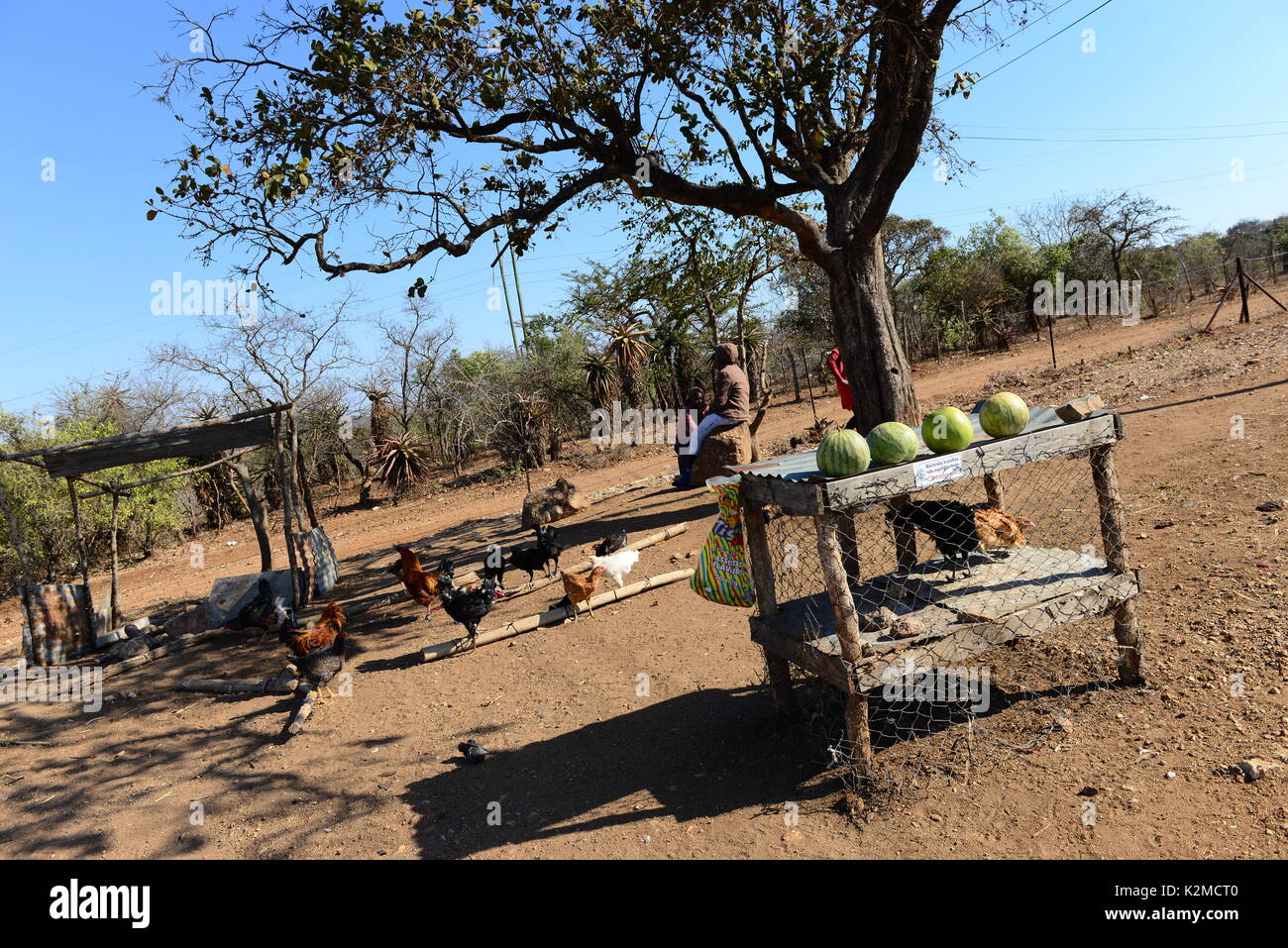 Swaziland Umhlanga Reed Dance Stock Photo - Alamy