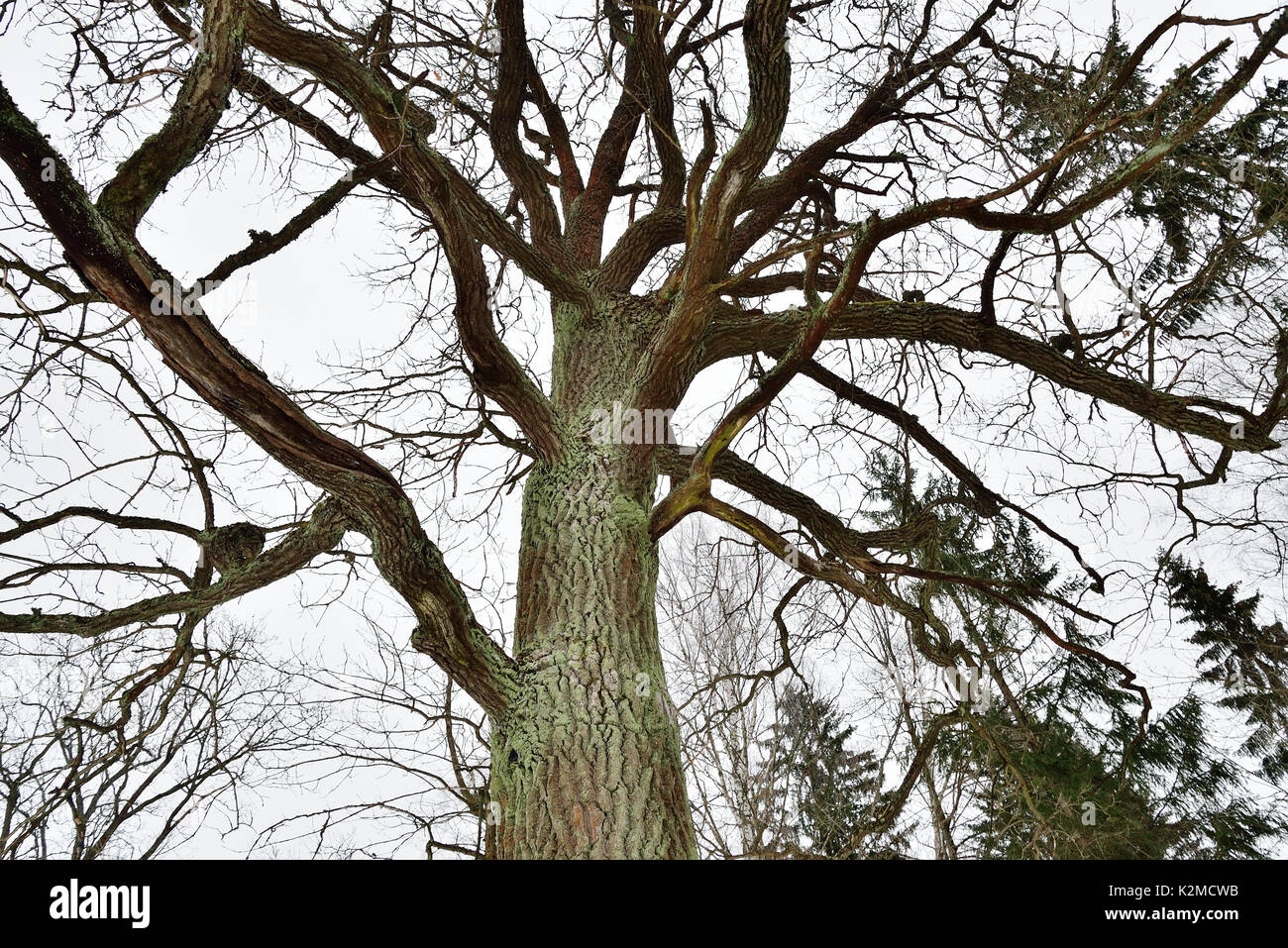 Large mossy tree branches hi-res stock photography and images - Alamy