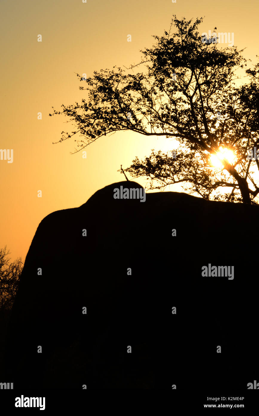 Swaziland Umhlanga Reed Dance Stock Photo - Alamy