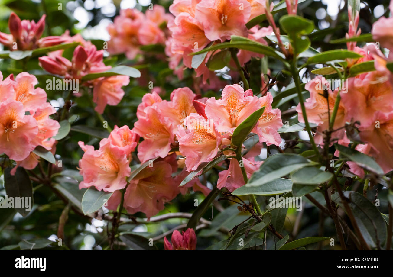 Salmon coloured flowers hi-res stock photography and images - Alamy