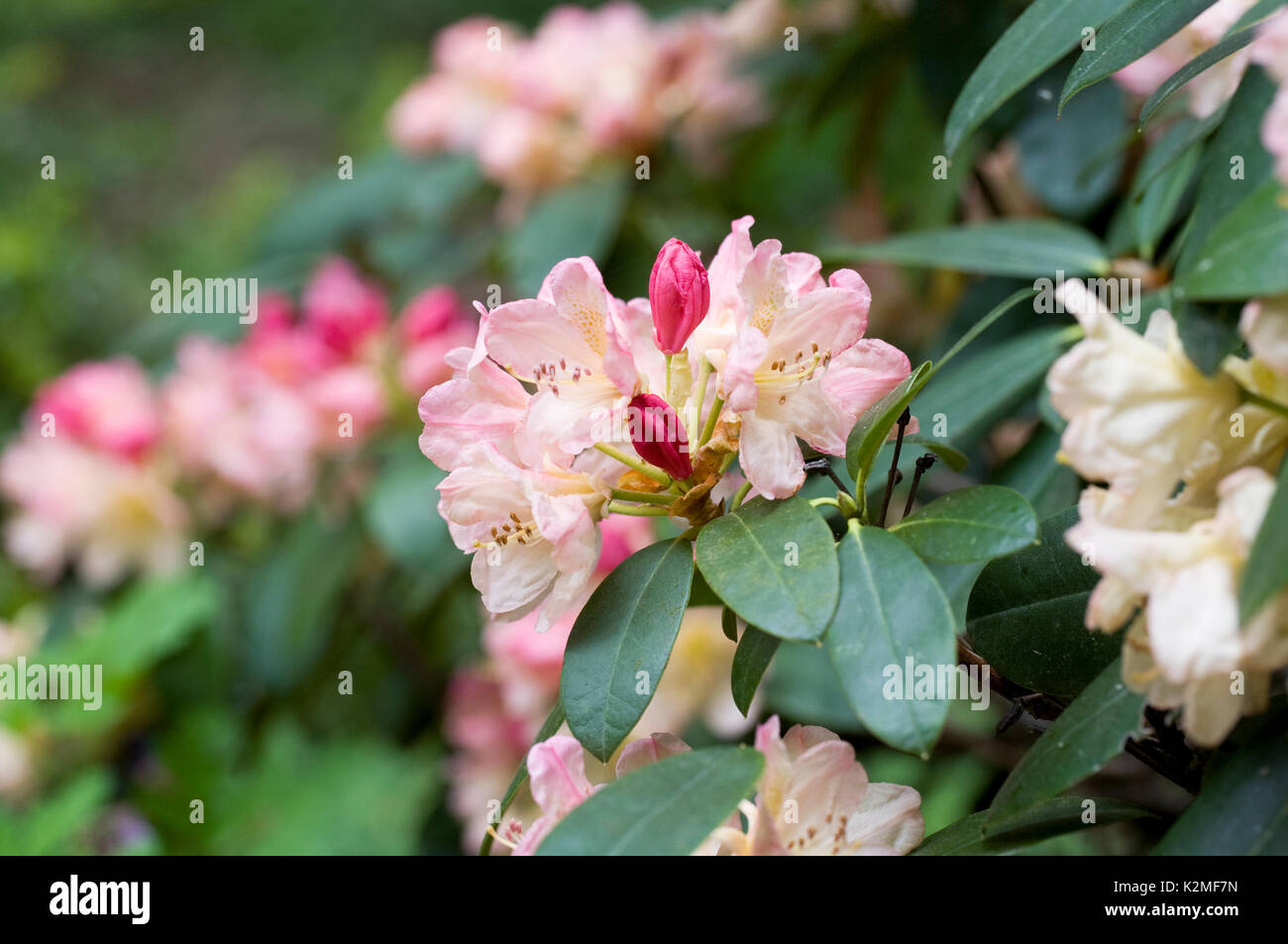 Wiseman hi-res stock photography and images - Alamy