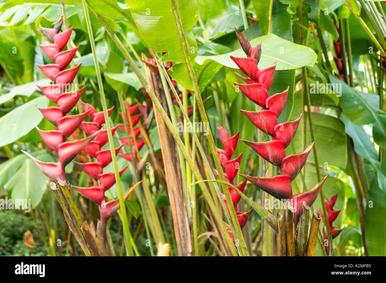 Claw Flower High Resolution Stock Photography and Images - Alamy