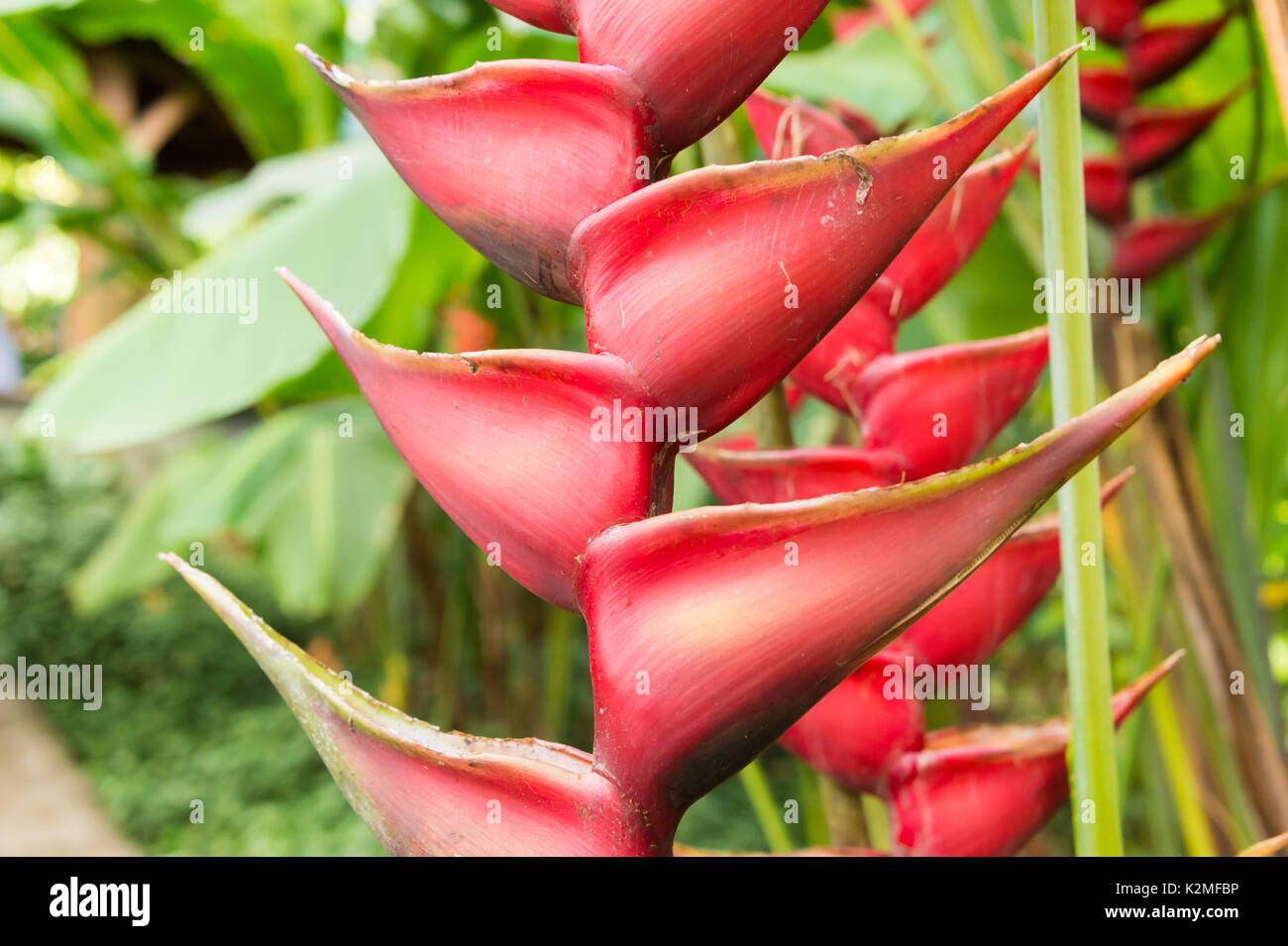 Claw flower hi-res stock photography and images - Alamy