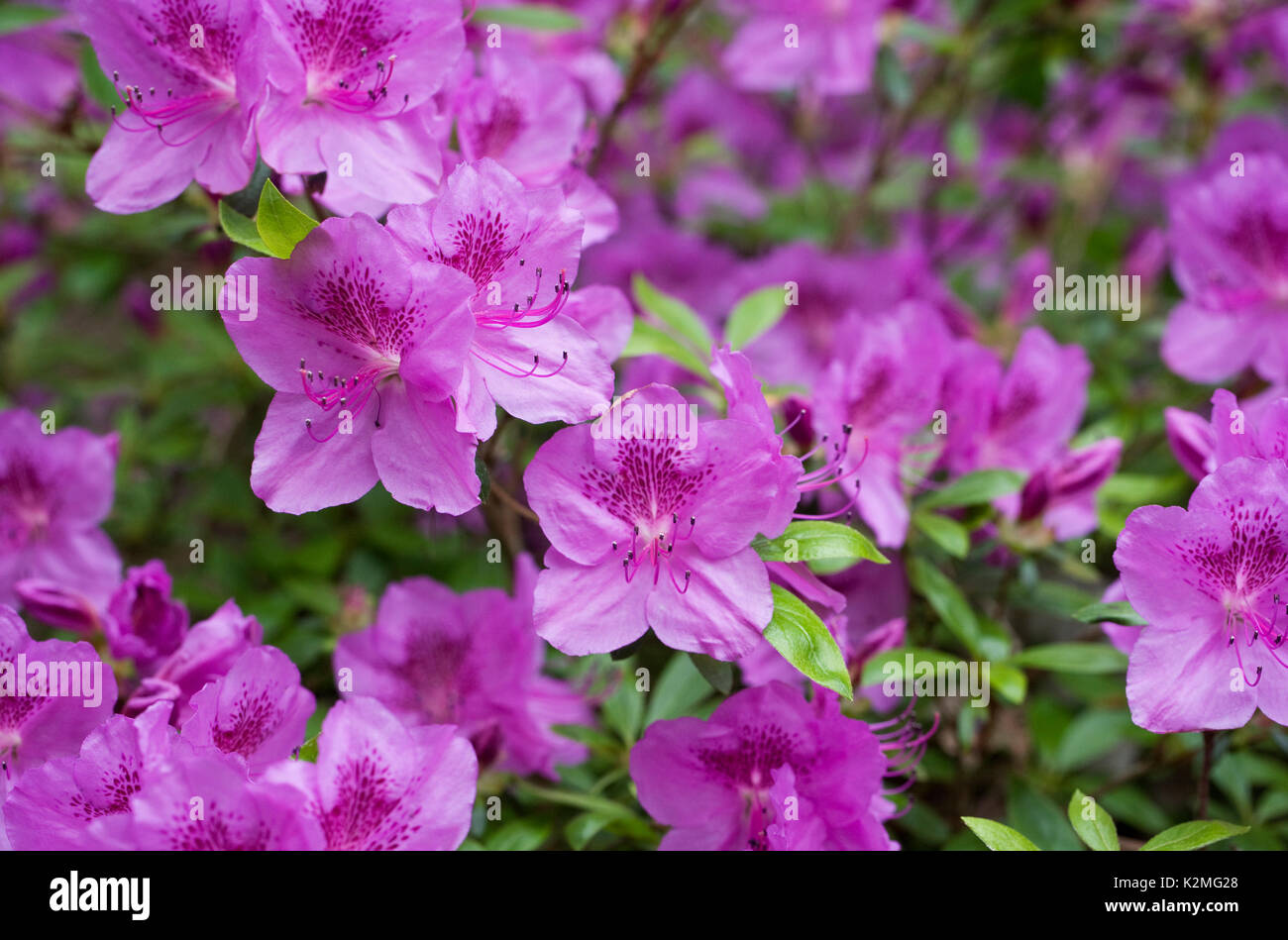 Satsuki hi-res stock photography and images - Alamy