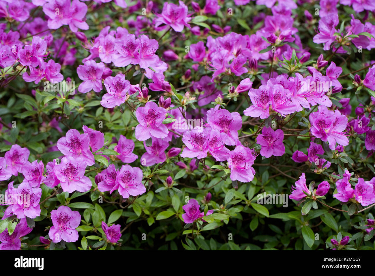 Rhododendron Satsuki flowers Stock Photo - Alamy