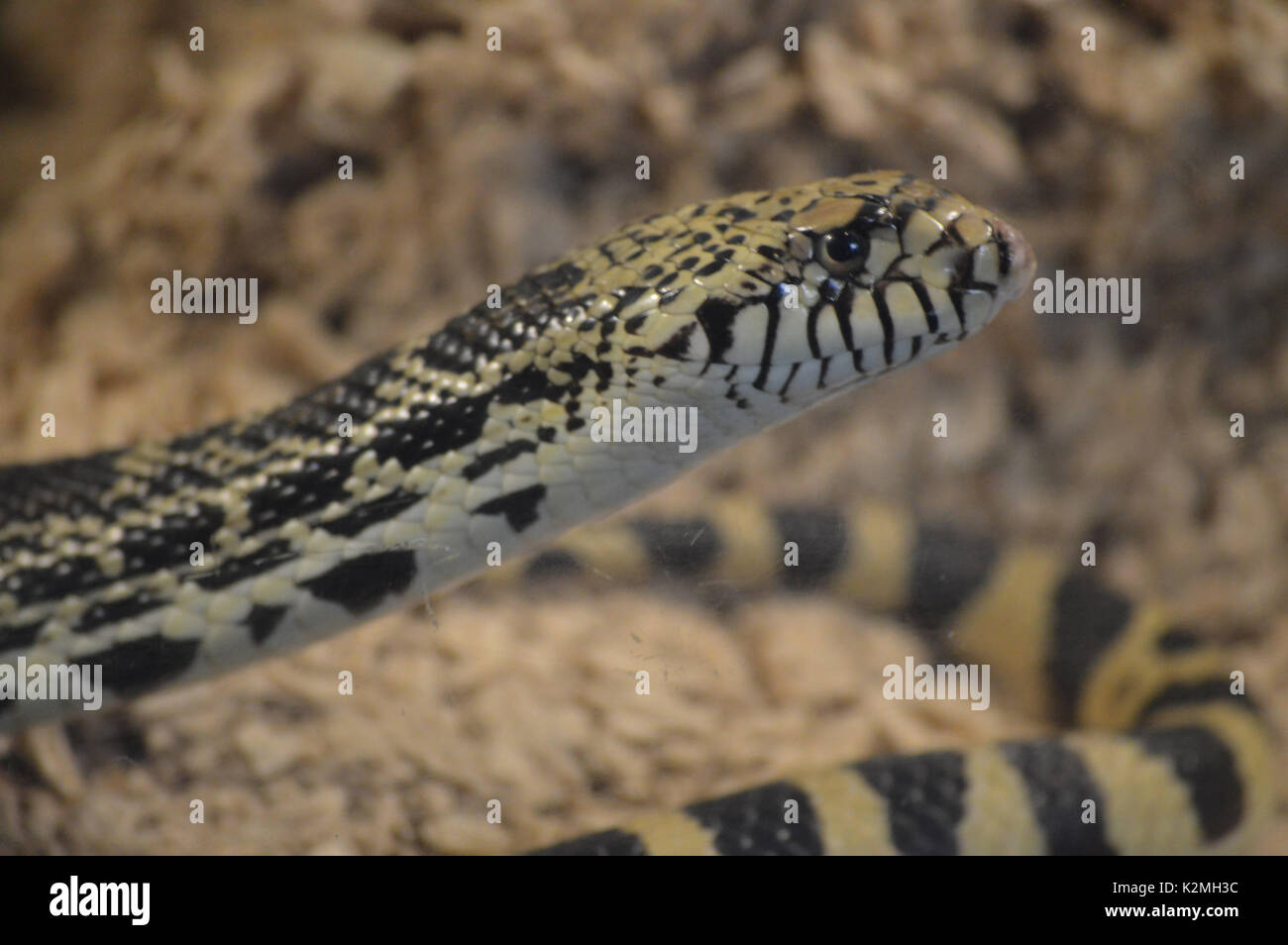 Fox snake hi-res stock photography and images - Alamy