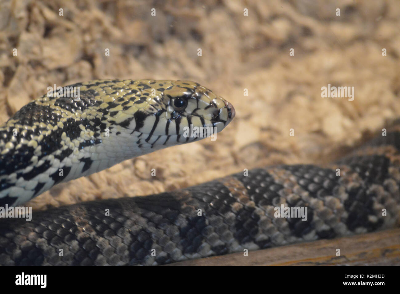 Fox snake hi-res stock photography and images - Alamy