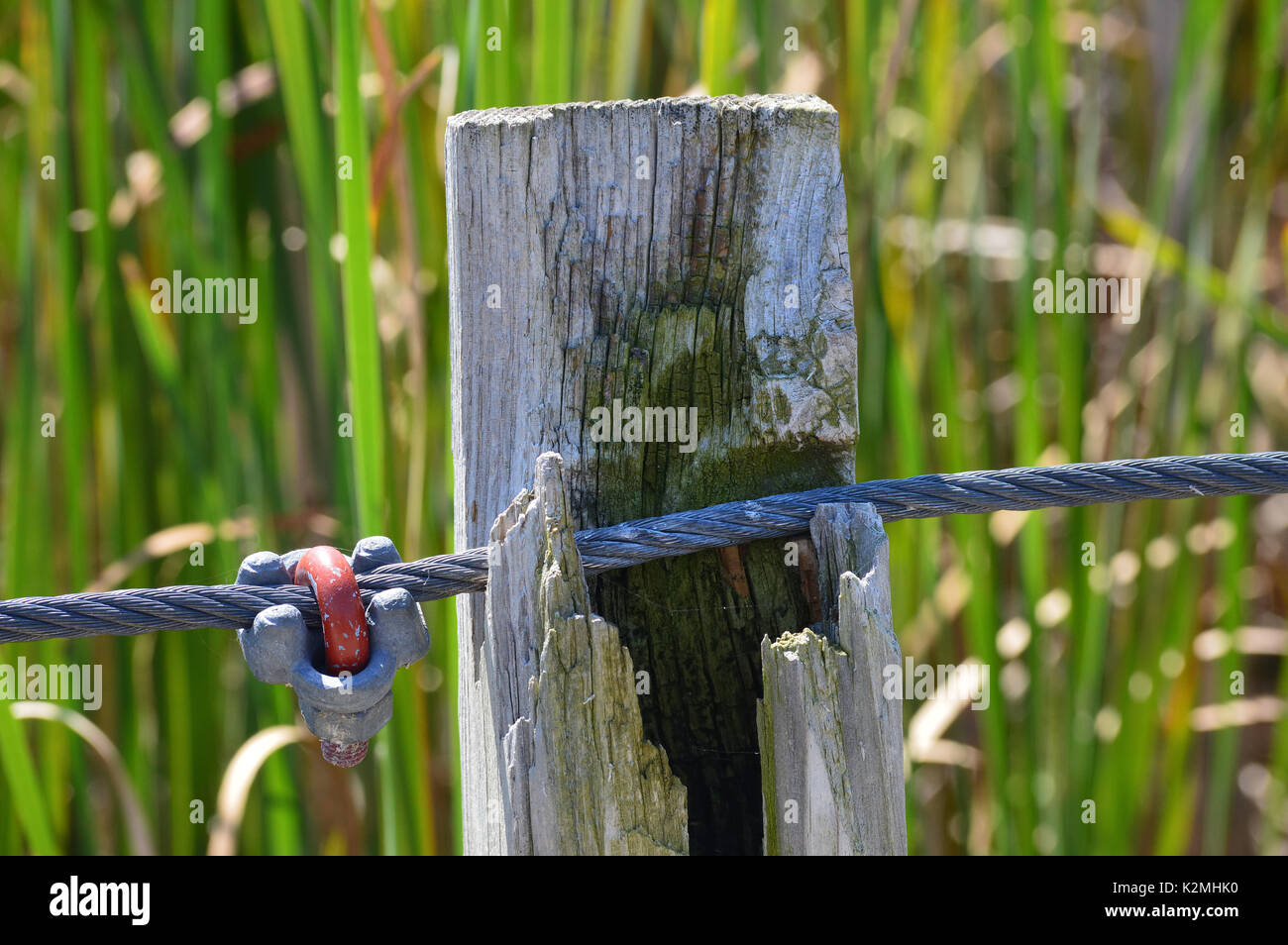 Wooden post in the wetland Stock Photo - Alamy