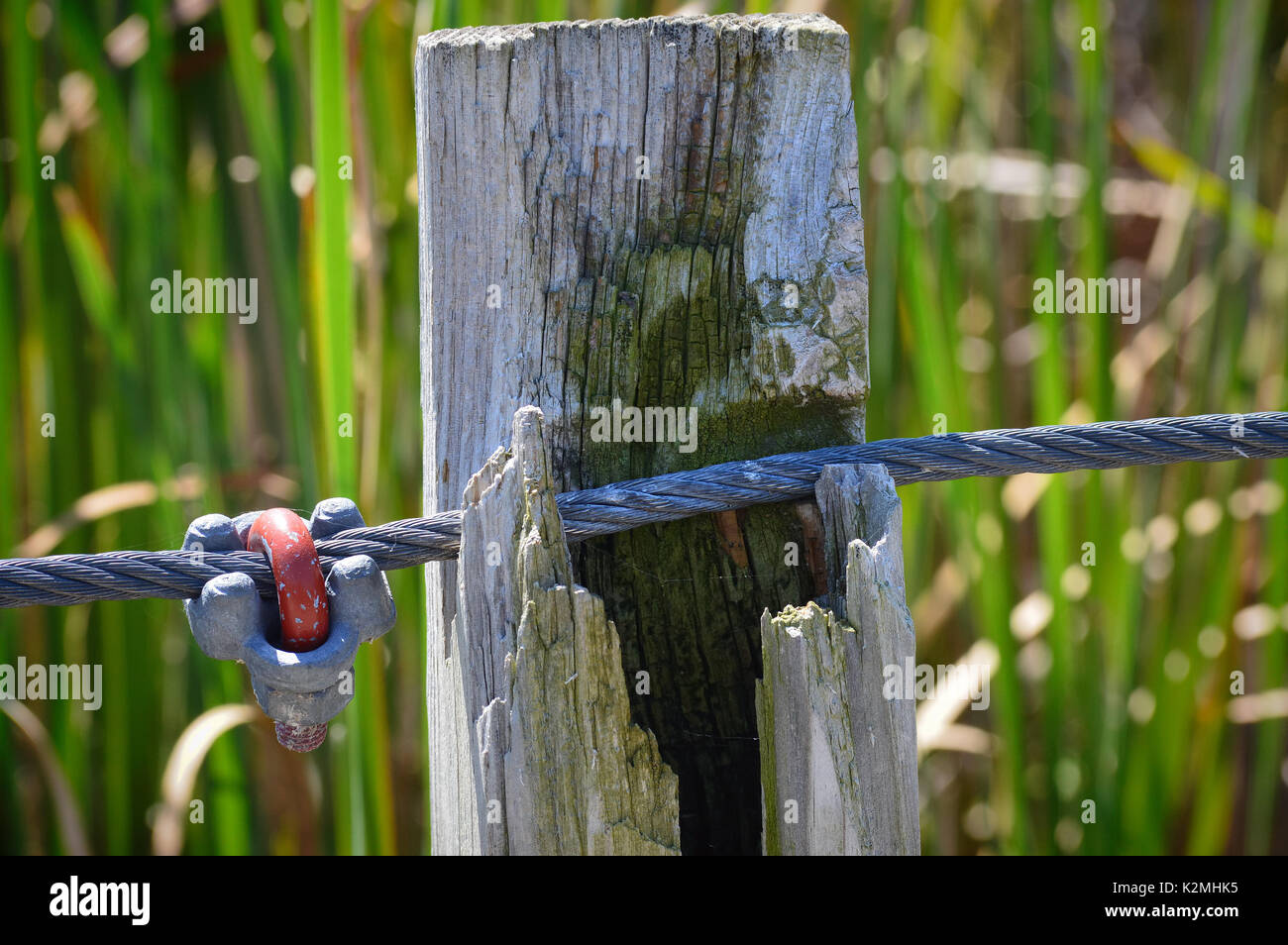 Wooden post in the wetland Stock Photo - Alamy