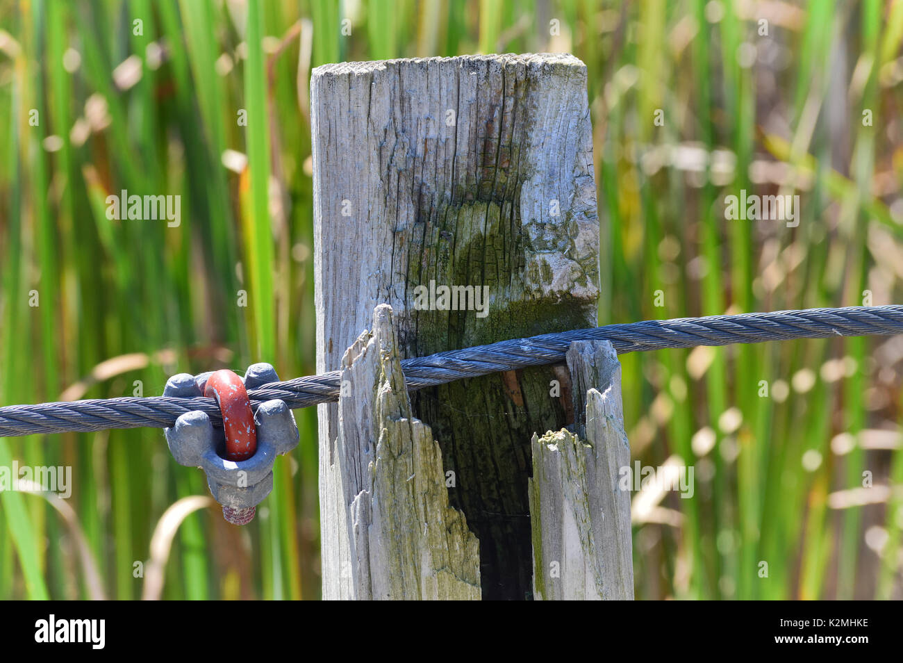 Wooden post in the wetland Stock Photo - Alamy