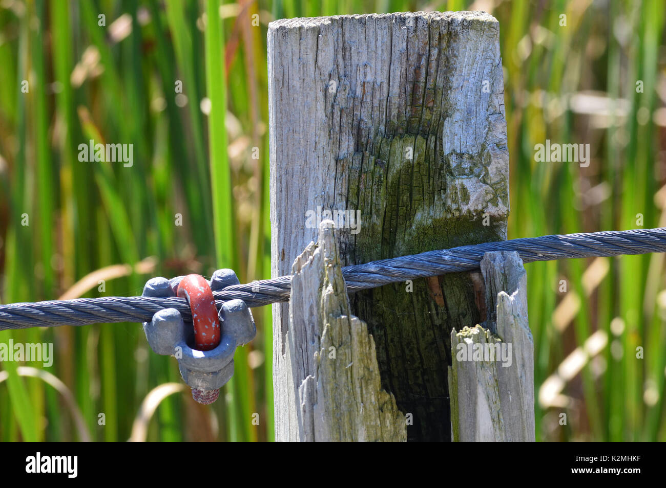 Wooden post in the wetland Stock Photo - Alamy