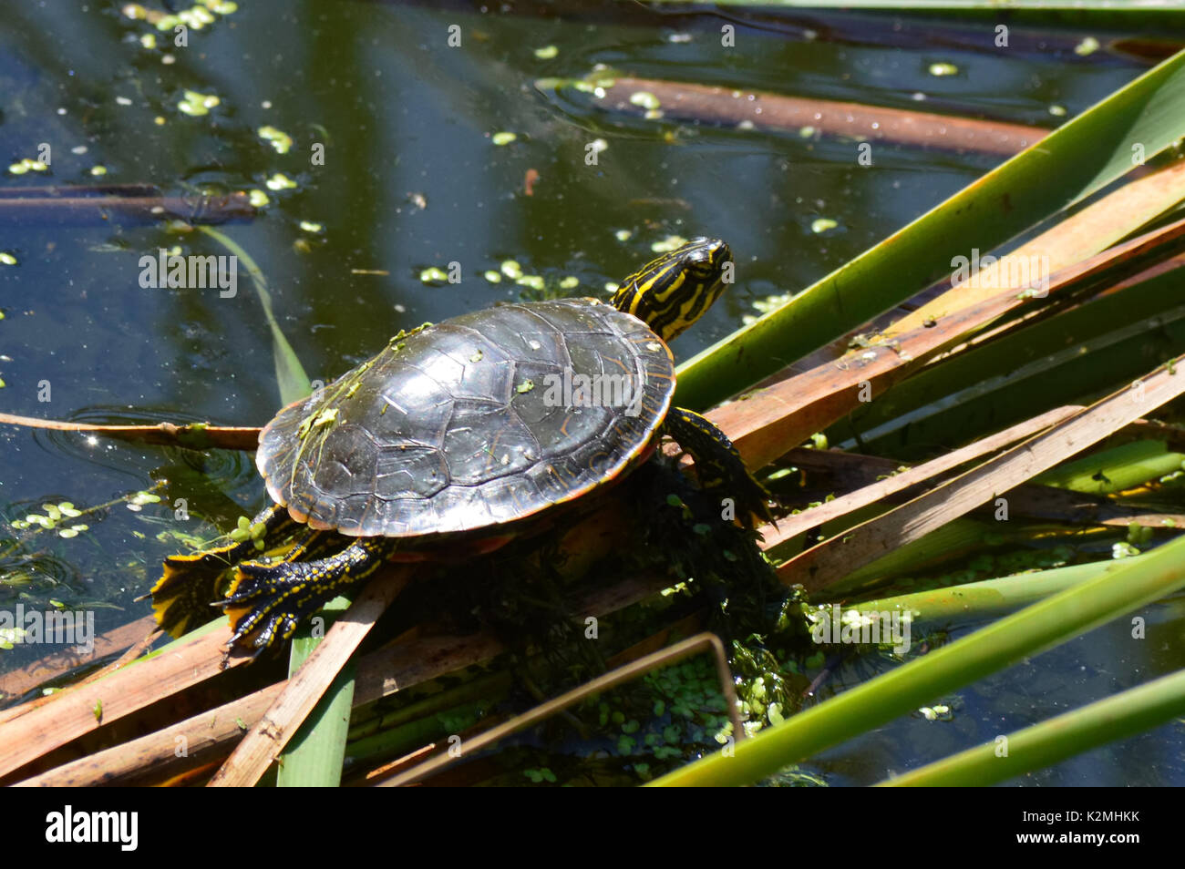 Painted turtle in the wetland Stock Photo - Alamy
