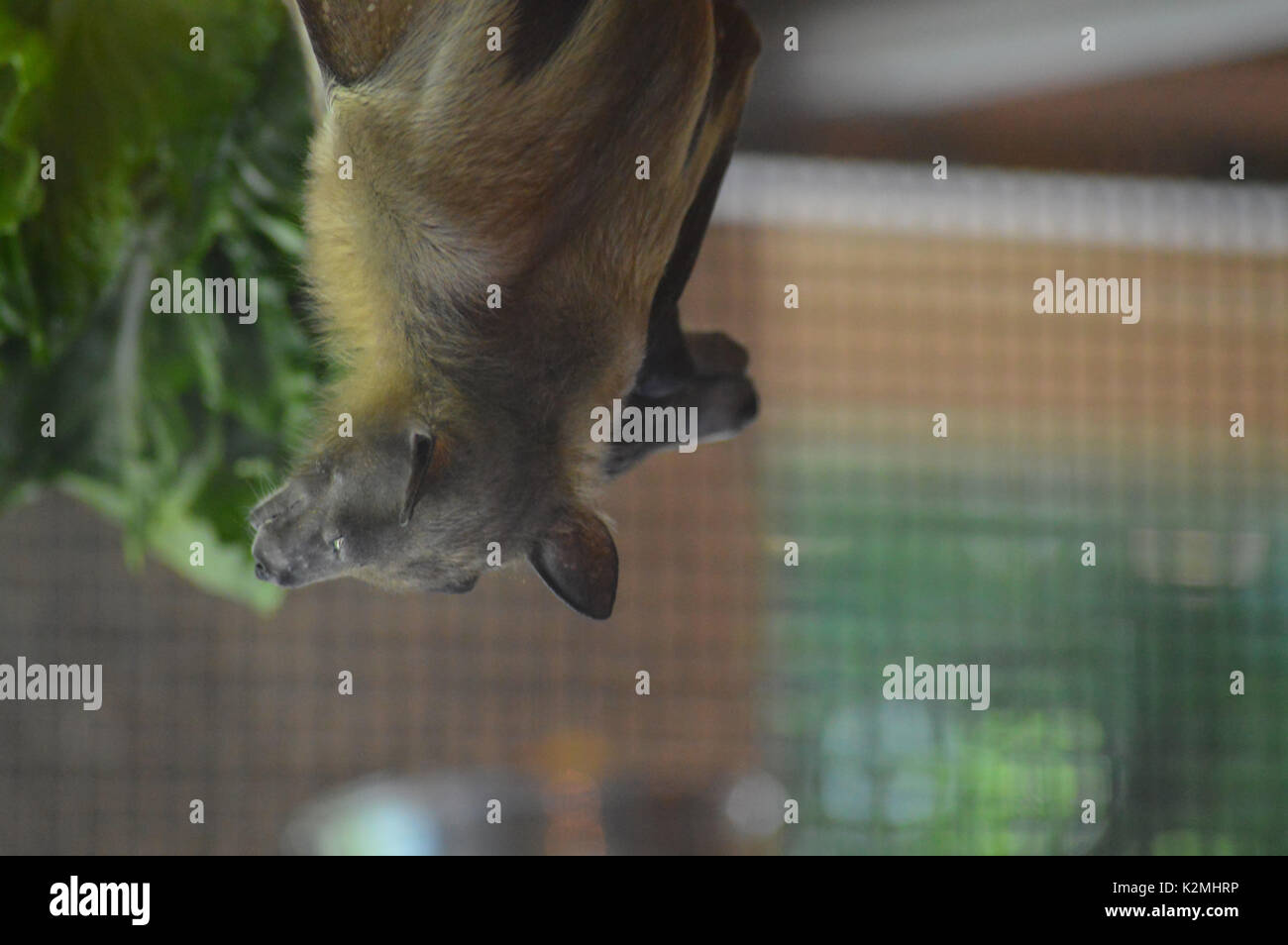 Bat wing close up hi-res stock photography and images - Alamy