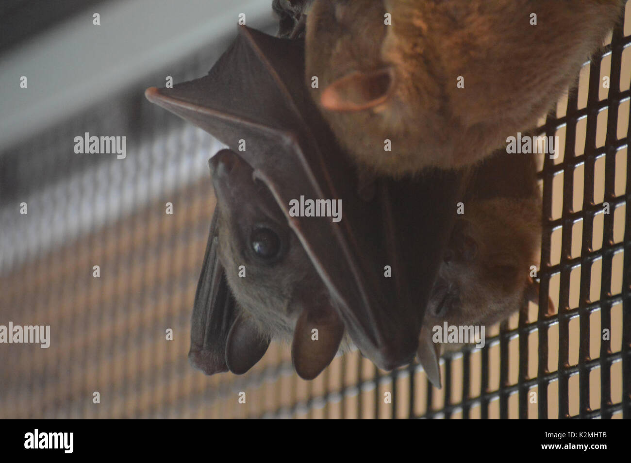 Brown bat hi-res stock photography and images - Alamy