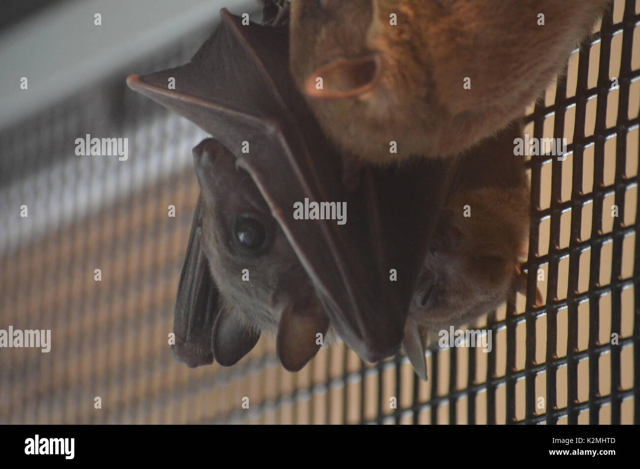 Brown bat hi-res stock photography and images - Alamy