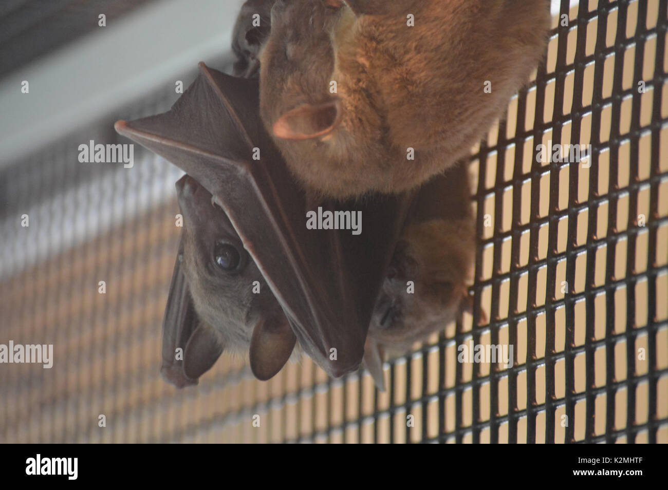 Bat face close up hi-res stock photography and images - Alamy