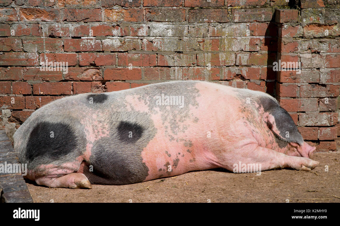 Old spot pig england hi-res stock photography and images - Alamy