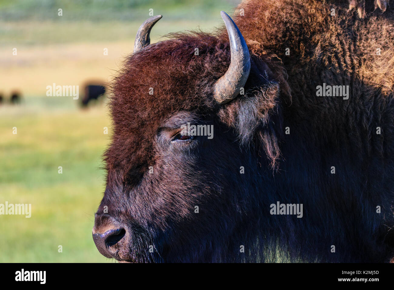 Closeup, portrait, profile of an American Bison Stock Photo - Alamy