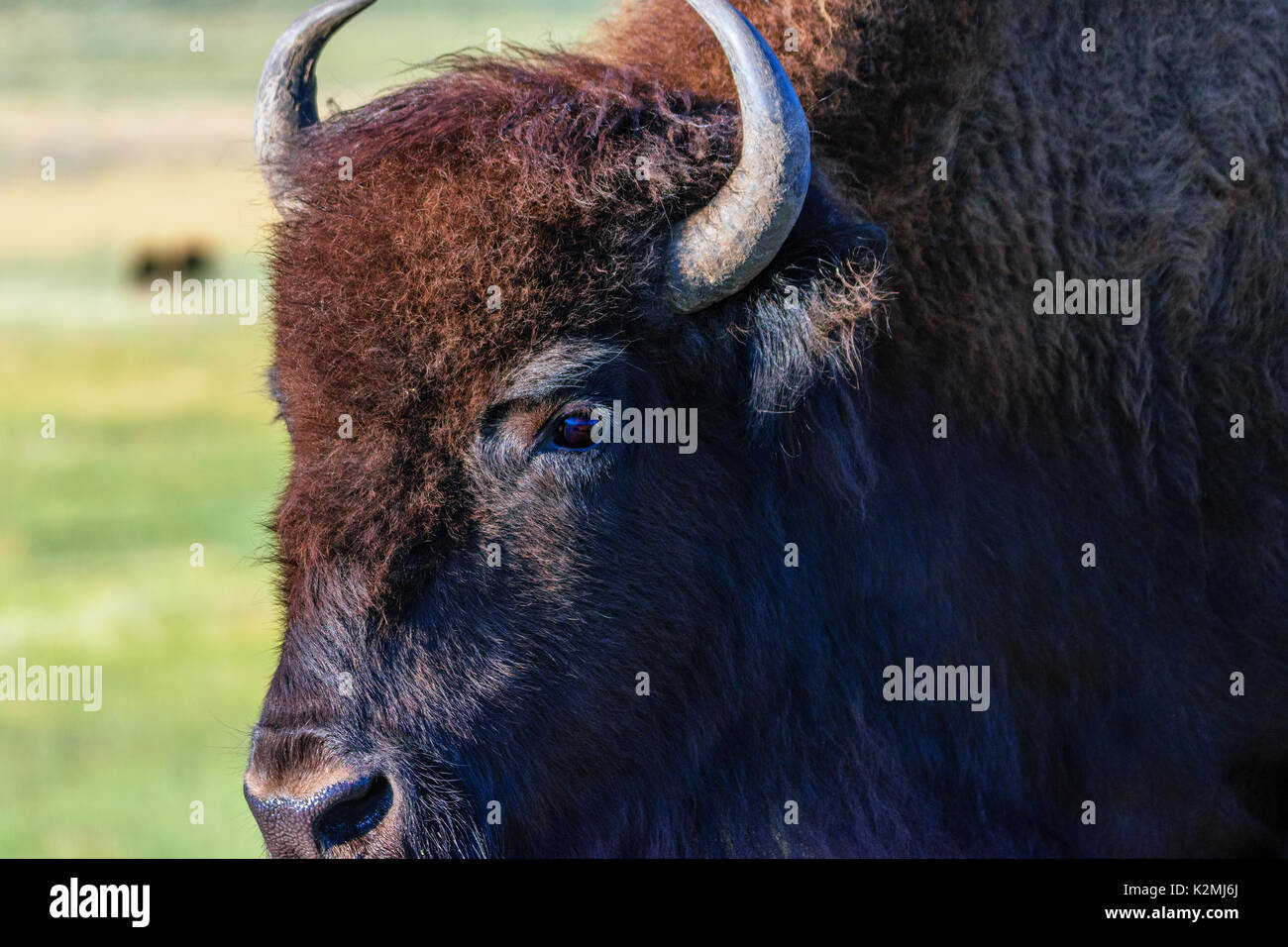 Closeup, portrait of an American Bison Stock Photo - Alamy