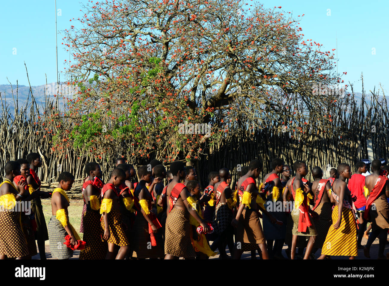 Swaziland Umhlanga Reed Dance Stock Photo - Alamy