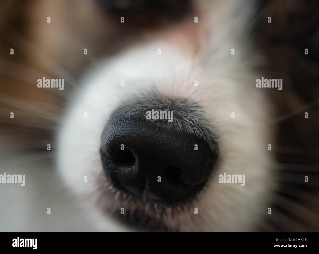 Black dog nose close up hi-res stock photography and images - Alamy
