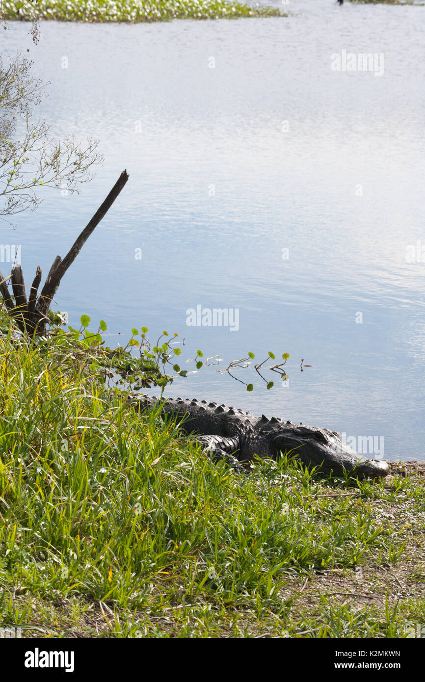 American Alligator(s) basking in the sun at Paynes Prairie Preserve ...