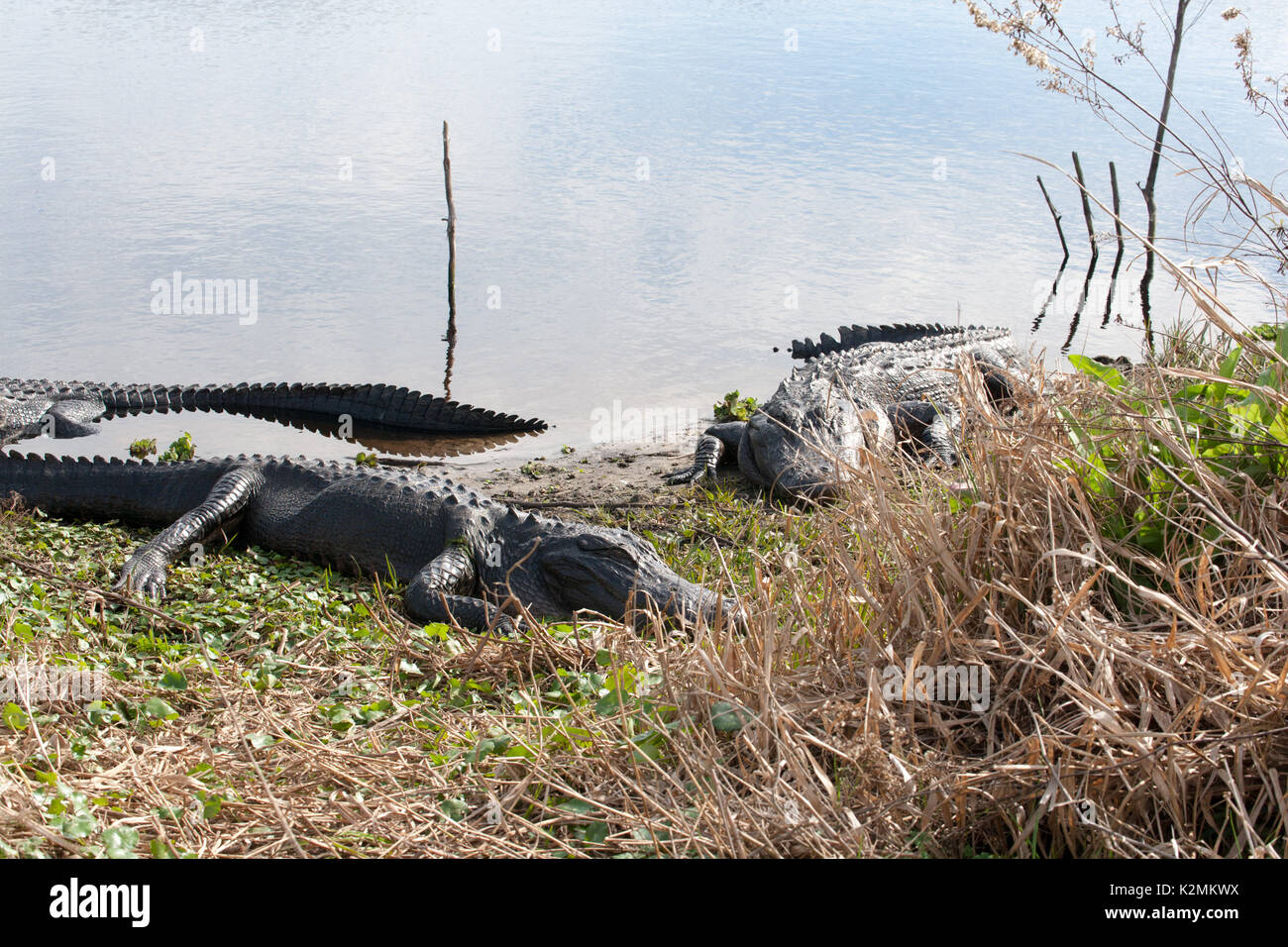 American Alligator(s) basking in the sun at Paynes Prairie Preserve ...