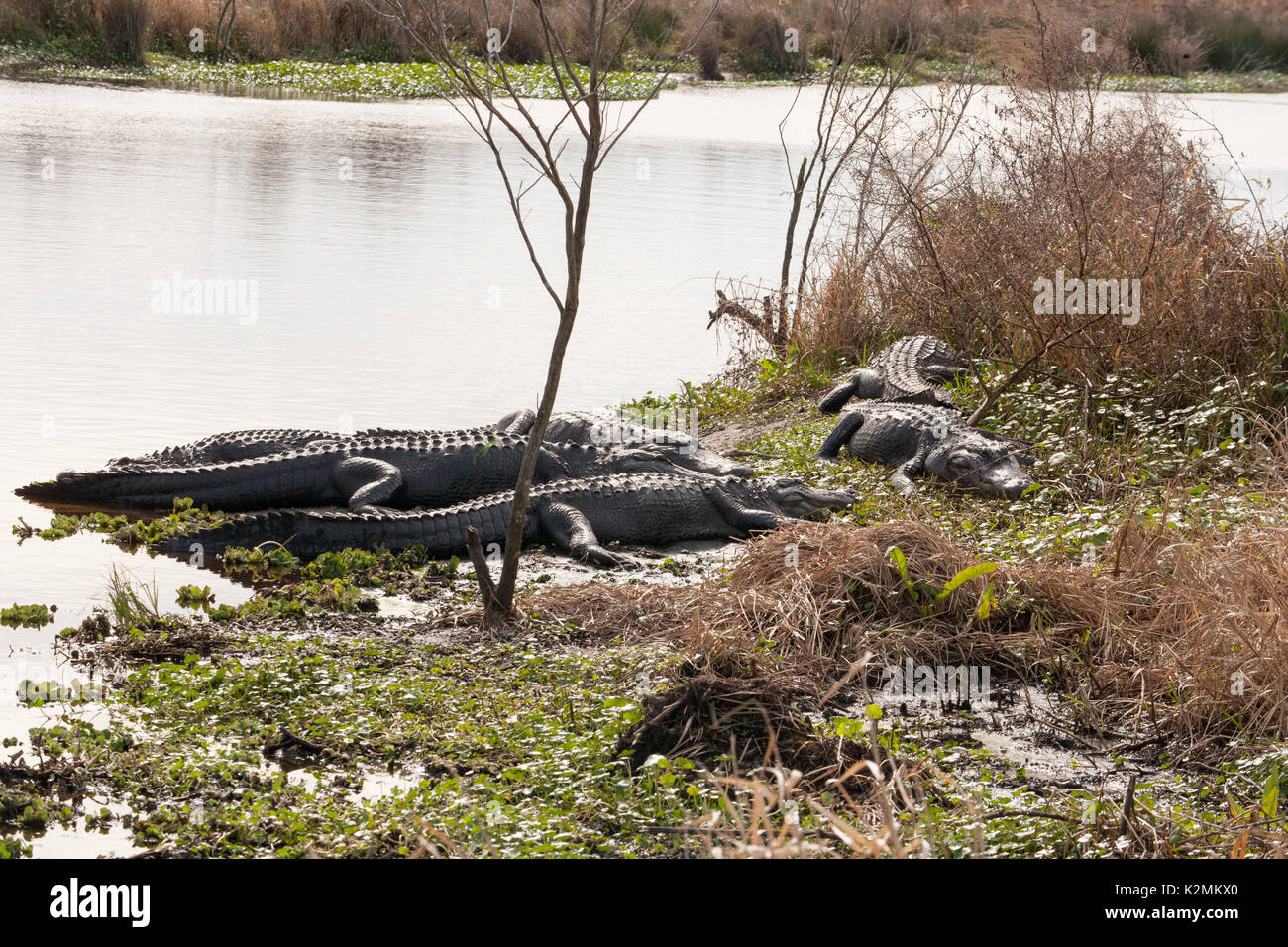 American Alligator(s) basking in the sun at Paynes Prairie Preserve ...