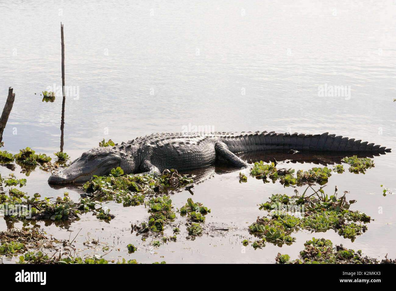 American Alligator(s) basking in the sun at Paynes Prairie Preserve ...