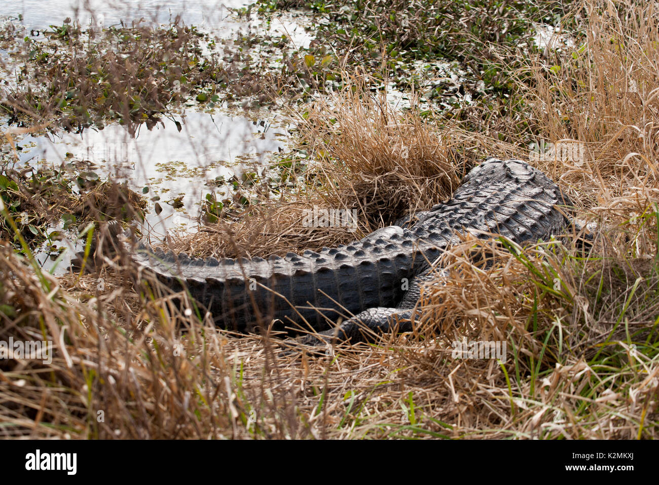 American Alligator(s) basking in the sun at Paynes Prairie Preserve ...