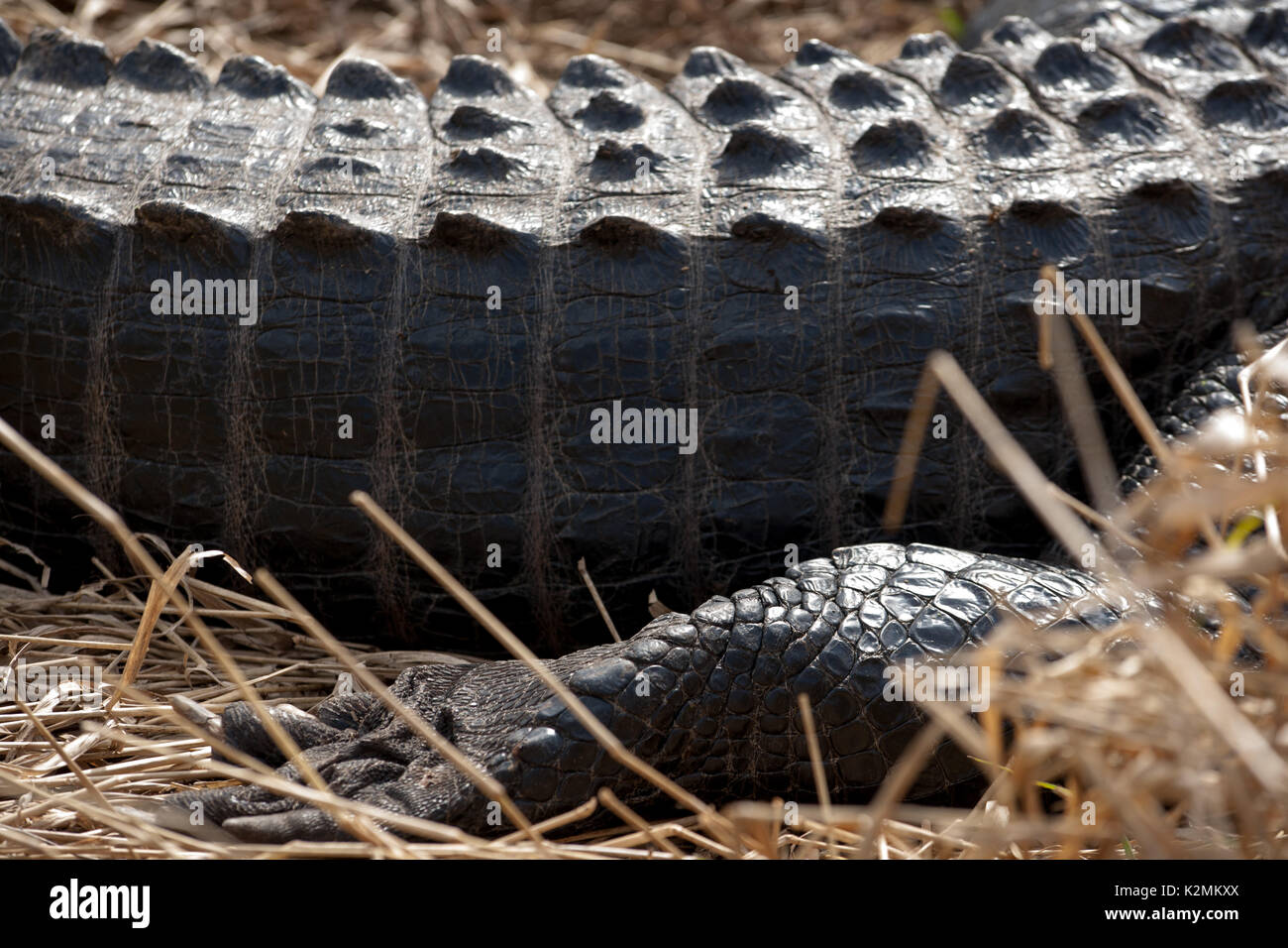 American Alligator(s) basking in the sun at Paynes Prairie Preserve ...